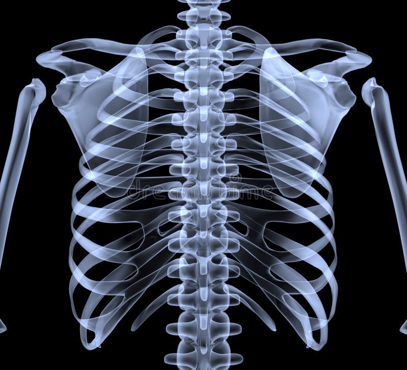 Illustration of the Chest in the X-ray Range Stock Illustration ...