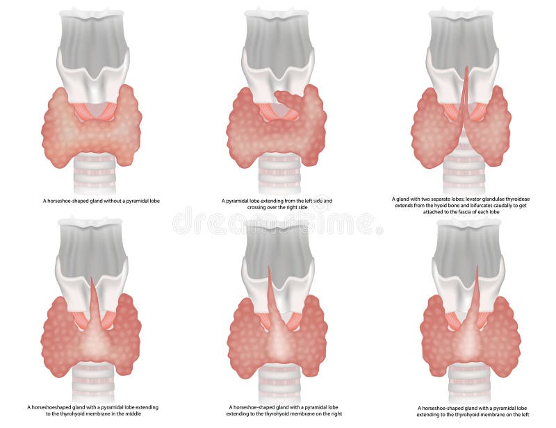 Thyroid Gland Anatomy. Thyroid Hormones Stock Vector - Illustration of ...