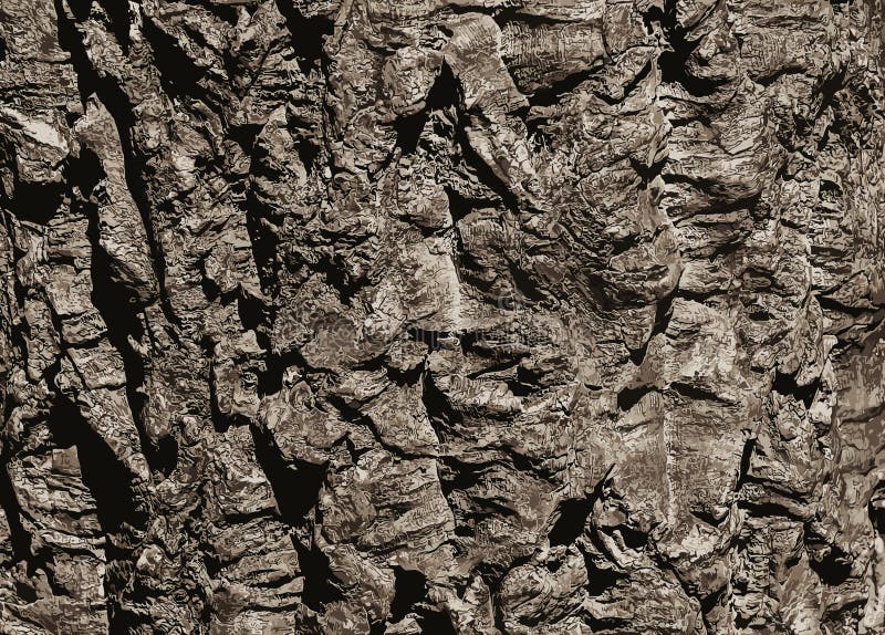 Illustration of a Close-up of Cork Tree Bark. Cork Oak or Quercus Suber ...