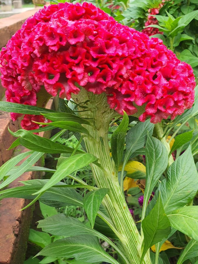 A red comb flower stock photo. Image of cockscomb, comb - 170575200