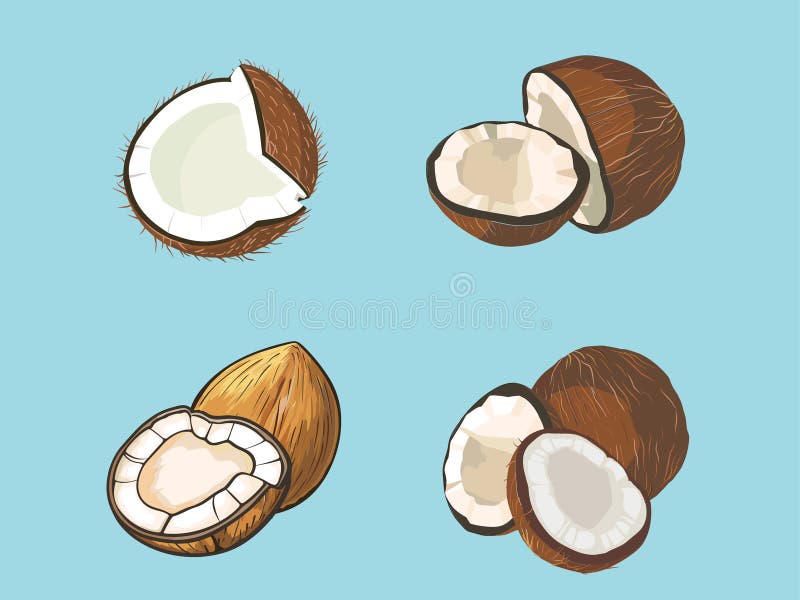 Tropical Elegance - Illustration of a Coconut Stock Vector ...