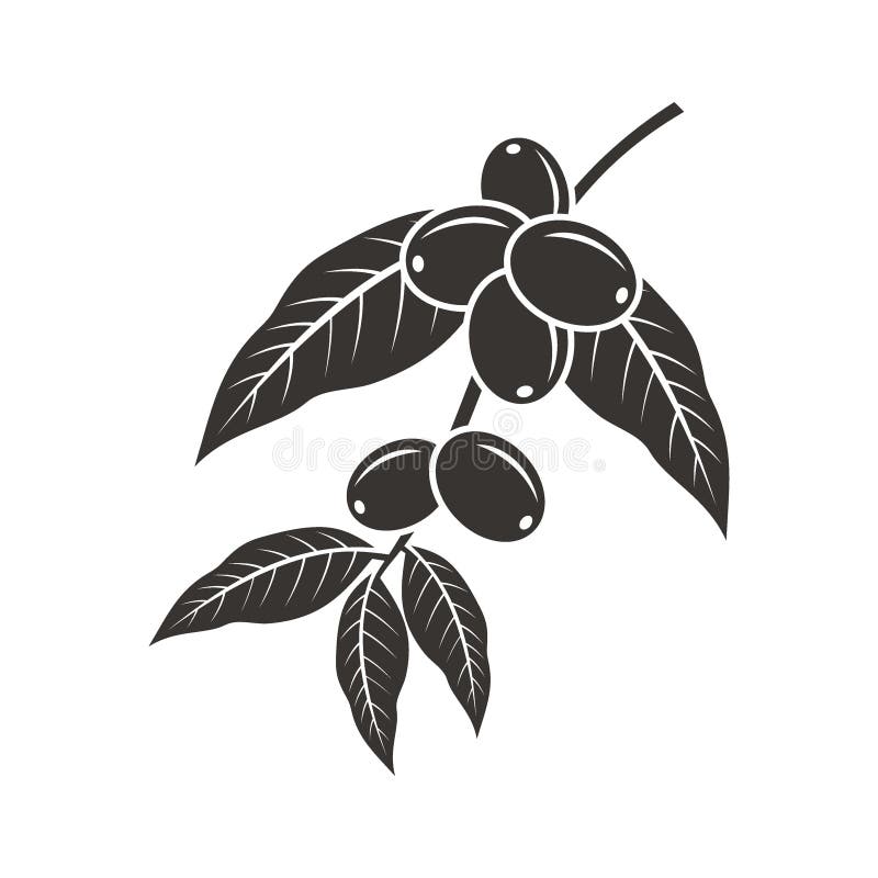 Coffee Fruit or Fresh Coffee Beans Stock Vector - Illustration of ...