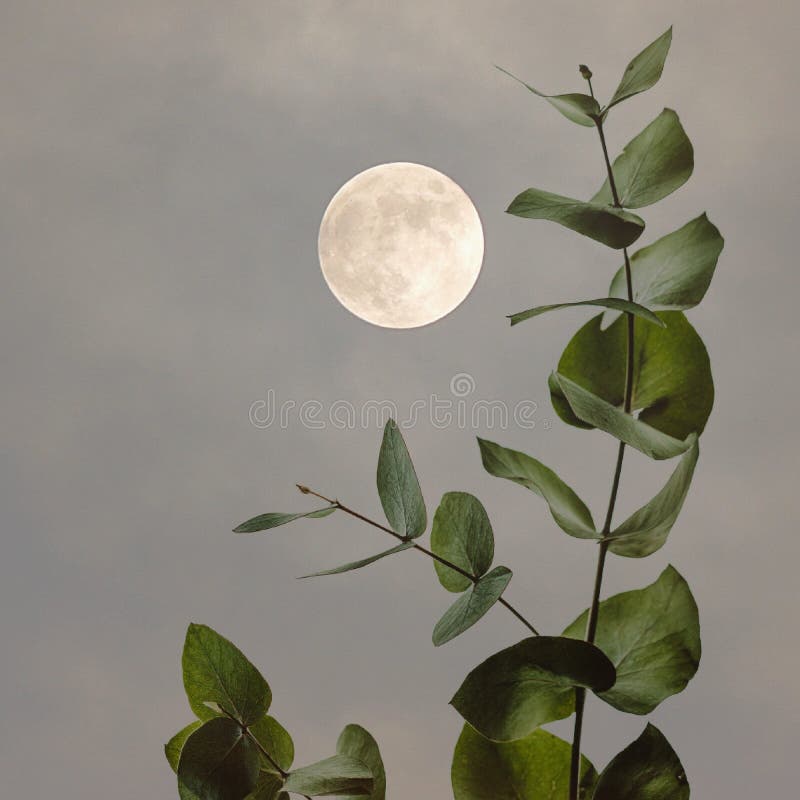 Illustration Color Effects Art NATURE Moon Stock Photo - Image of ...