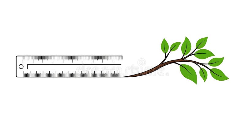 An Illustration Combines a Ruler and a Tree Branch. the Left Side ...
