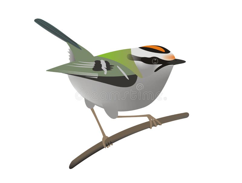 Common Firecrest Stock Illustrations – 6 Common Firecrest Stock ...