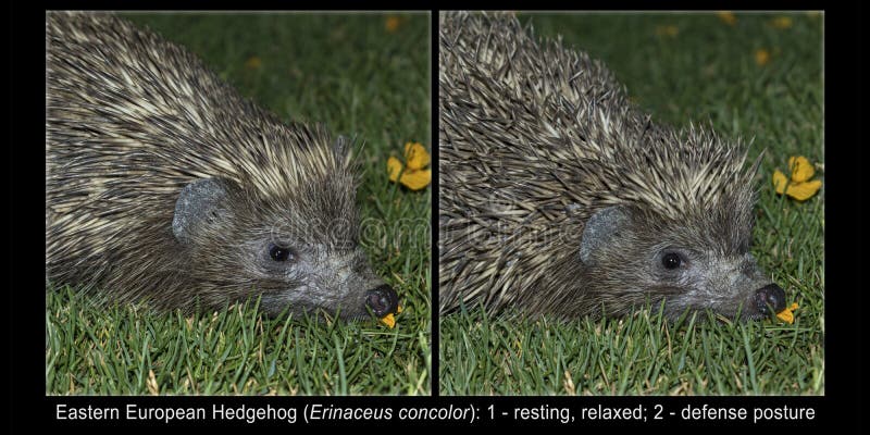 Eastern European Hedgehog East European Hedgehog By Science Photo