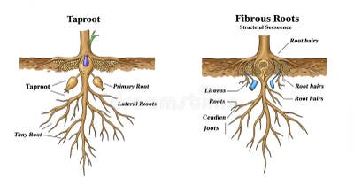 Illustration Comparing Taproot and Fibrous Root Systems. the Taproot ...