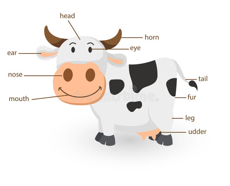 Illustration of Cow Vocabulary Part of Body Stock Vector - Illustration ...