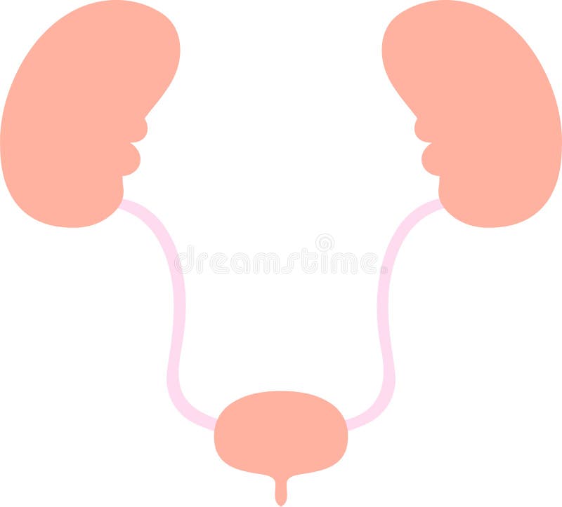 Cute Urology Bladder Stock Illustrations – 99 Cute Urology Bladder ...