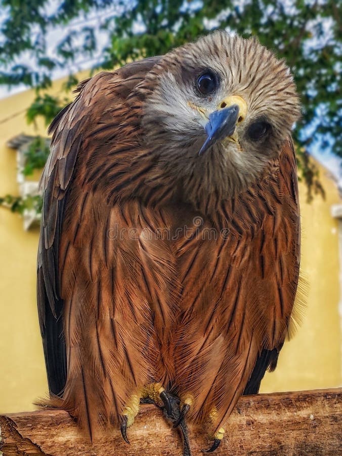 176 Cute Milvus Stock Photos - Free & Royalty-Free Stock Photos from ...