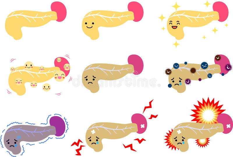 Pancreas and spleen stock illustration. Illustration of body - 34645672