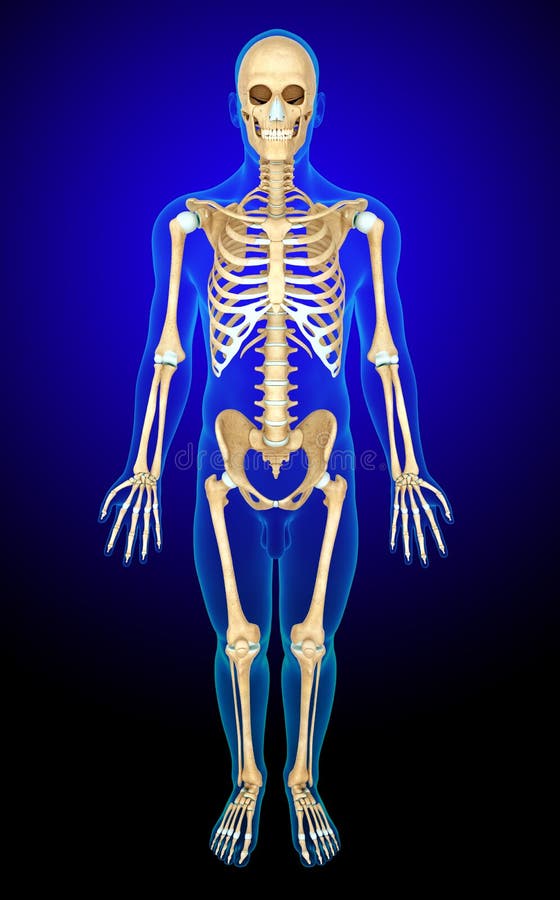Squelette humain illustration stock. Illustration du biologique - 6787258
