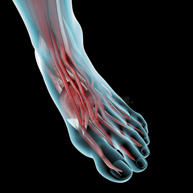 Illustration D'anatomie De Muscle De Pied Illustration Stock ...