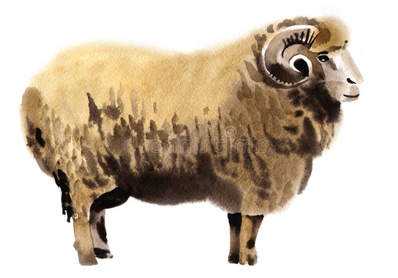 Illustration D'aquarelle D'une RAM Illustration Stock - Illustration du ...