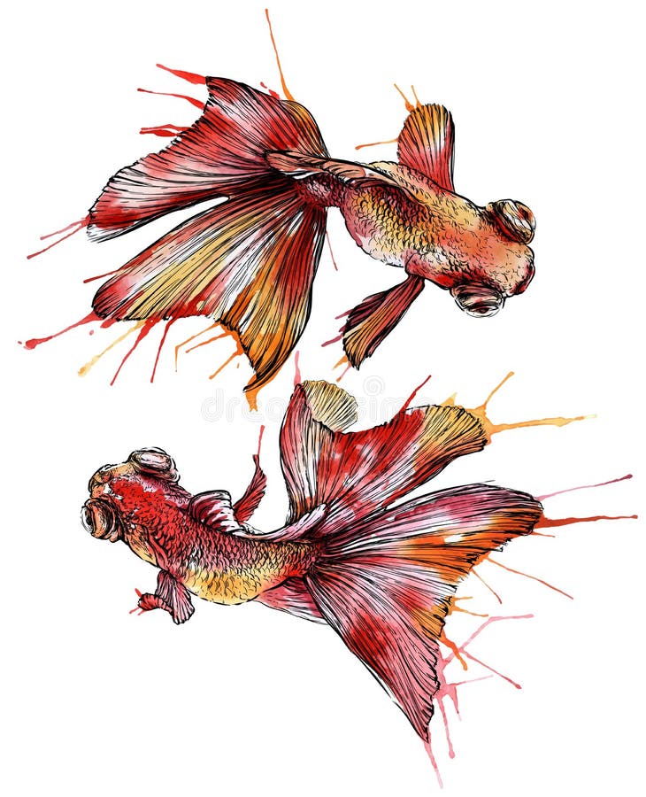 Illustration D'aquarelle De Poisson Rouge Illustration Stock ...