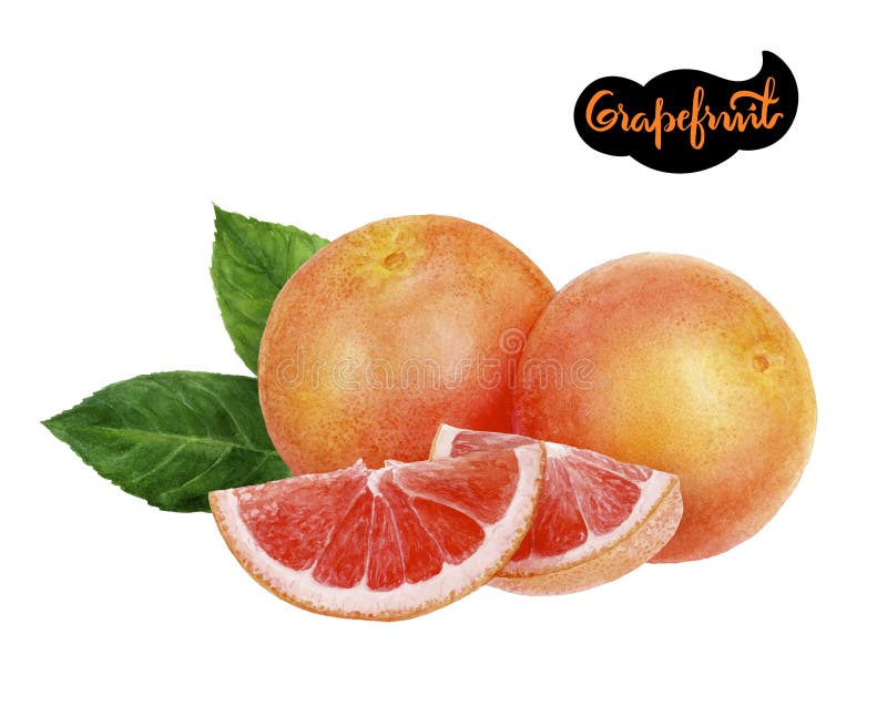 Tranche De Dessin De Pamplemousse Par L'aquarelle Illustration de ...