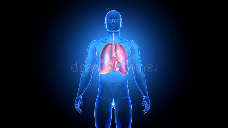 Mänsklig Anatomi För Lungor Inre Organ För Gastrointestinalt Område ...