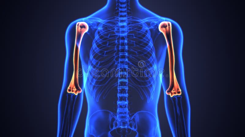 Humeral övrehöjdpunkt - Långt Ben I Armen Del Av Det Mänskliga ...
