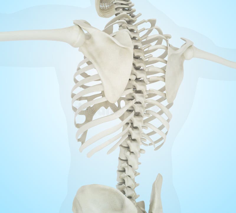 Illustration 3d De Dos Humain De Squelette Illustration Stock ...