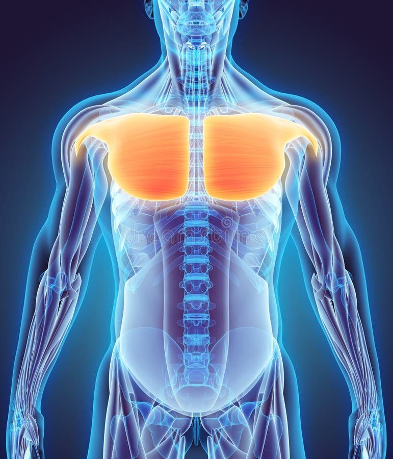 Muscle de grand pectoral illustration stock. Illustration du deltoïde ...