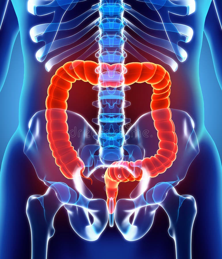 Illustration 3D De Gros Intestin Illustration Stock - Illustration du ...