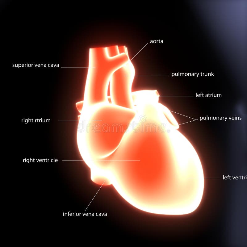 Illustration 3d De L'anatomie De Coeur De Corps Humain Illustration ...