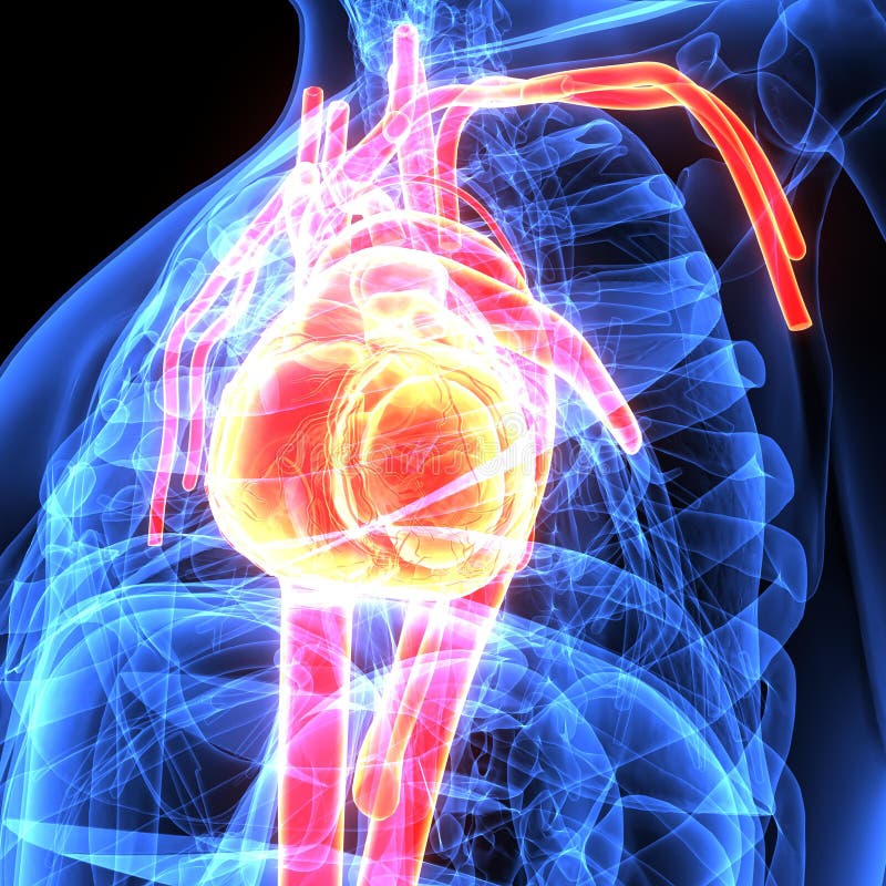 Illustration 3d De L'anatomie De Coeur De Corps Humain Illustration ...