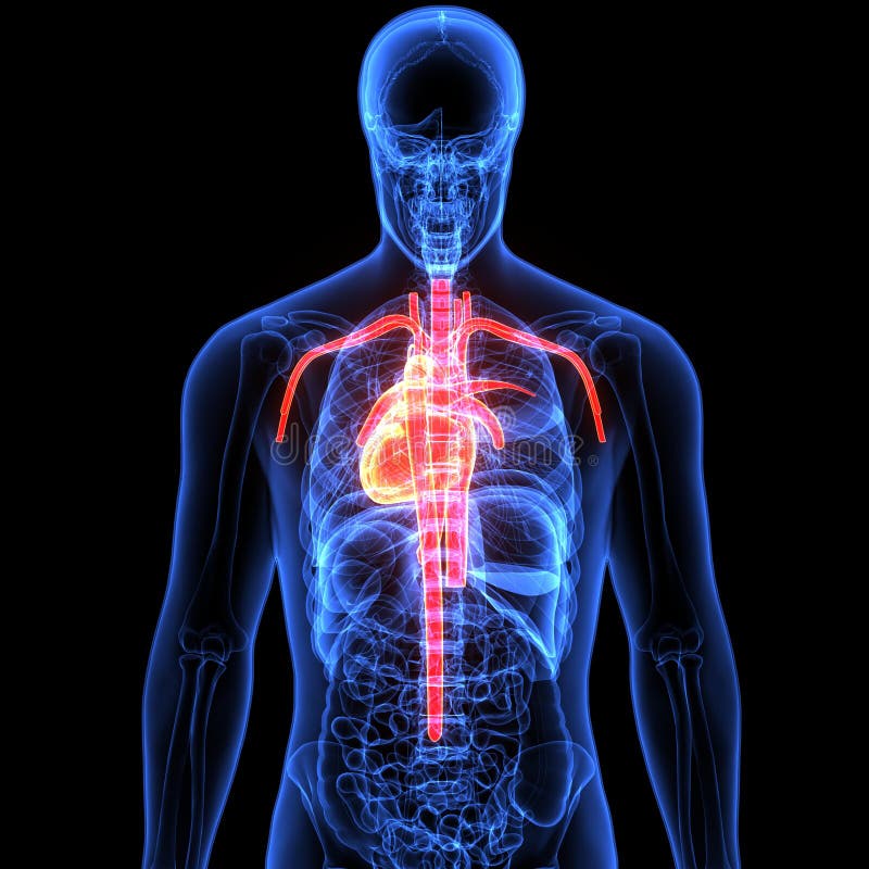 Illustration 3d De L'anatomie De Coeur De Corps Humain Illustration ...