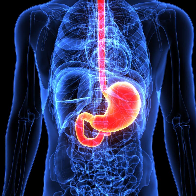 Illustration 3d De L'anatomie D'estomac De Corps Humain Illustration ...