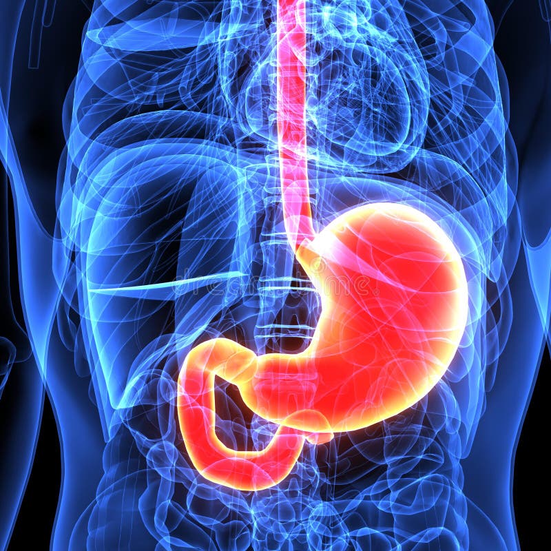 Illustration 3d De L'anatomie D'estomac De Corps Humain Illustration ...
