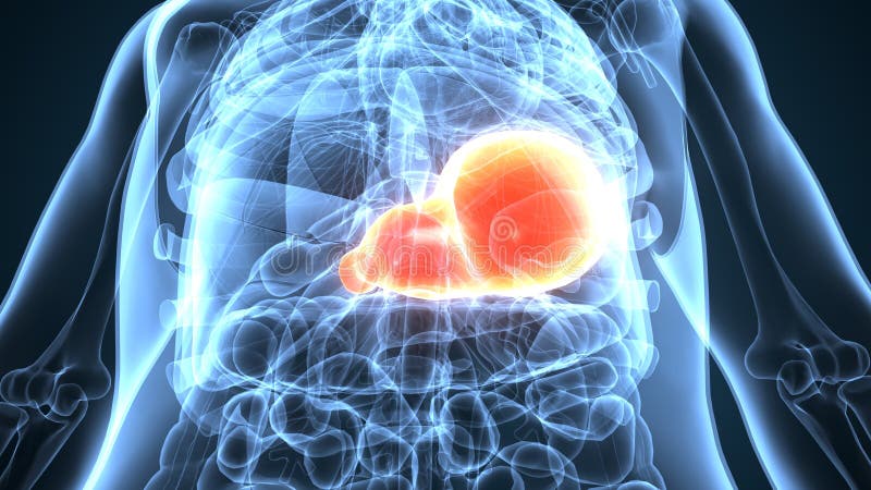 Illustration 3d De L'anatomie D'estomac De Corps Humain Illustration ...