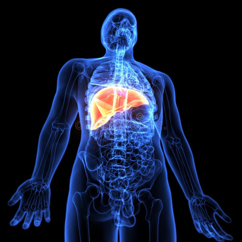 Illustration 3d De L'anatomie De Foie De Corps Humain Illustration ...