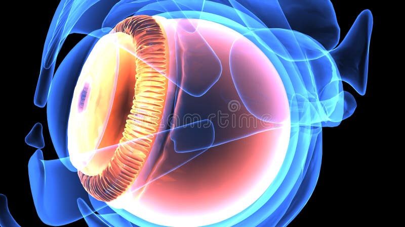Illustration 3d De L'anatomie D'oeil De Corps Humain Illustration Stock ...