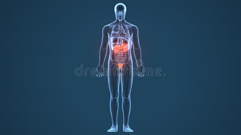 Illustration 3d De L'anatomie De Reins De Corps Humain Illustration ...