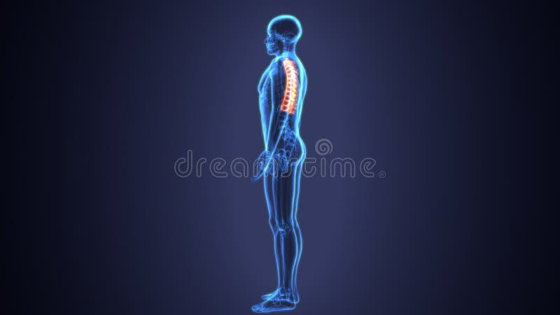 Illustration 3d De L'anatomie De Dos De Squelette Illustration Stock ...