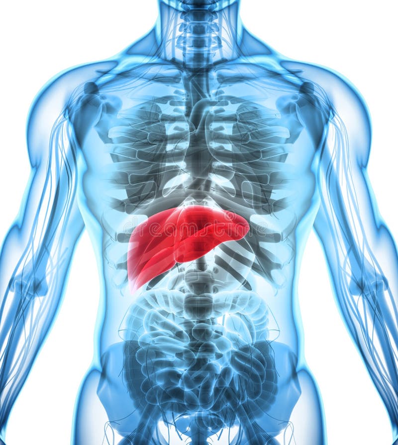 Illustration 3D der Leber stock abbildung. Illustration von medizin - 80548418