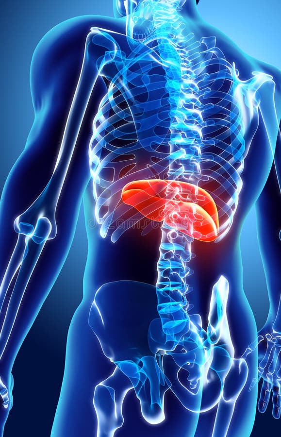 Illustration 3D der Leber stock abbildung. Illustration von anatomie ...
