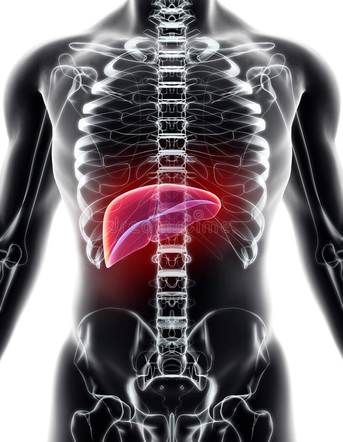 Illustration 3D der Leber stock abbildung. Illustration von anatomie ...