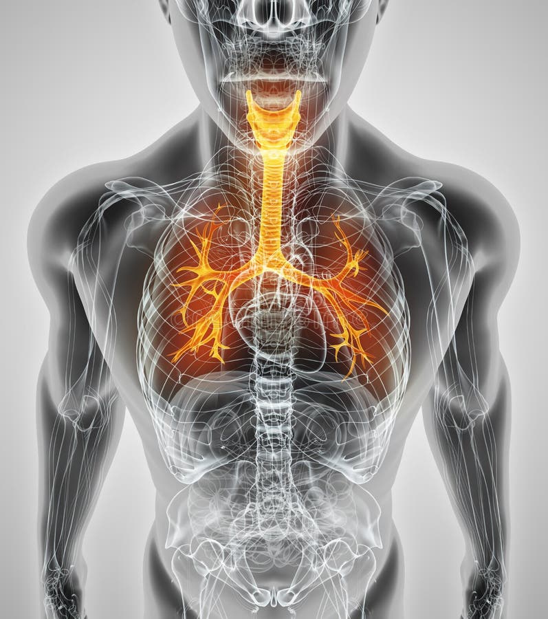 Illustration 3D Des Bronches De Trachée De Larynx Illustration Stock ...