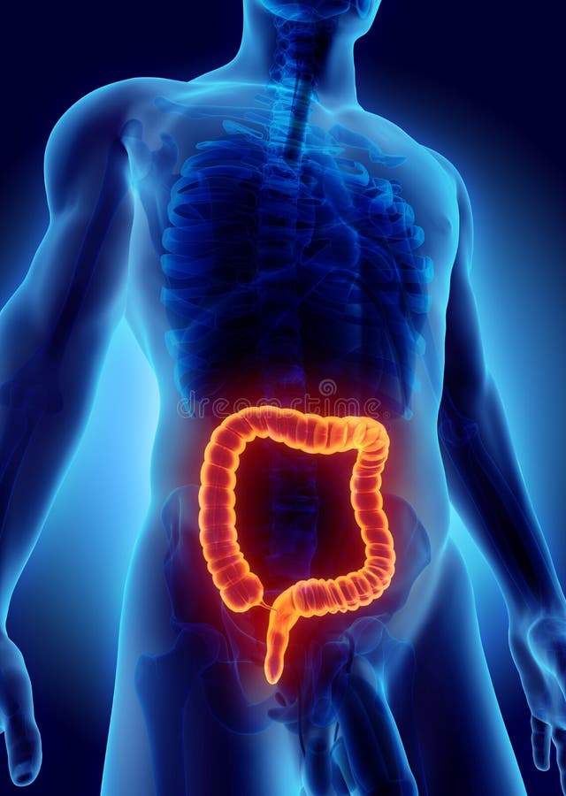 Illustration 3D Des Dickdarms Stock Abbildung - Illustration von ...
