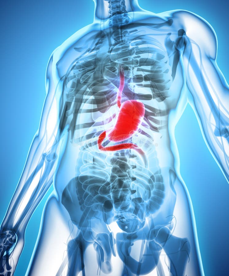 Illustration 3D des Magens stock abbildung. Illustration von magens ...
