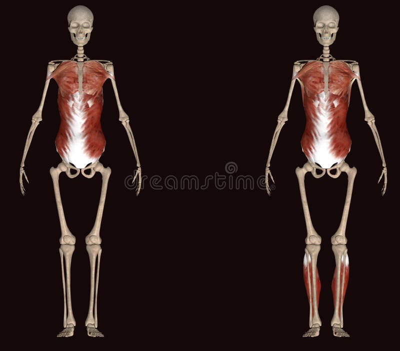 Muscles de corps humain illustration de vecteur. Illustration du humain ...