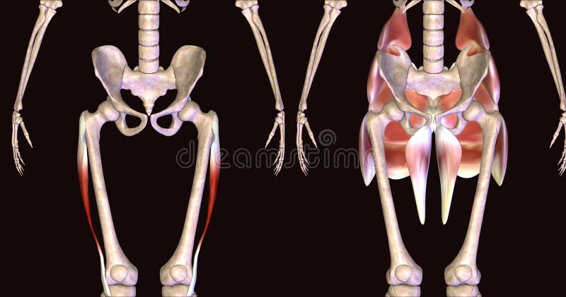 Illustration 3d Des Muscles De Hanche De Corps Humain Illustration ...