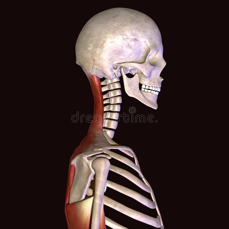 Illustration 3d Des Muscles Squelettiques Humains Illustration Stock ...