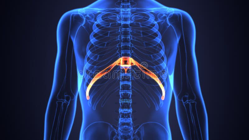 Rippenkäfig Anatomie Des Menschlichen Skelettsystems Mit Detaillierten ...