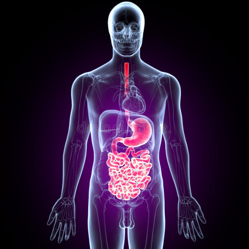Illustration 3d Destomac Danatomie Dappareil Digestif Humain Avec L