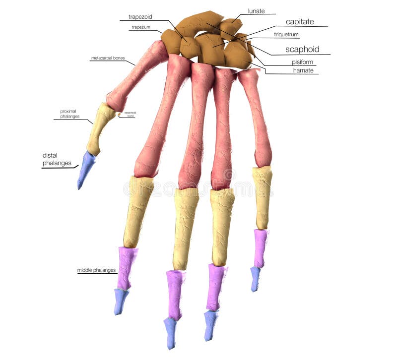 Illustration 3d Précise Médicale Des Os De Main Illustration Stock ...
