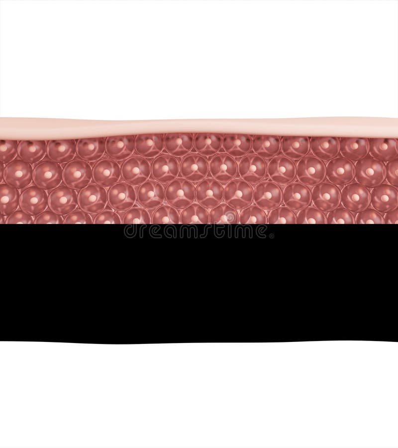 Illustration 3d D'une Structure De Surface D'une Cellule De Peau ...