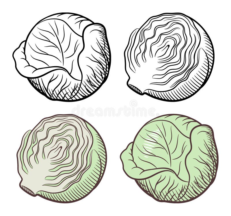 Illustration de chou illustration de vecteur. Illustration du brun ...