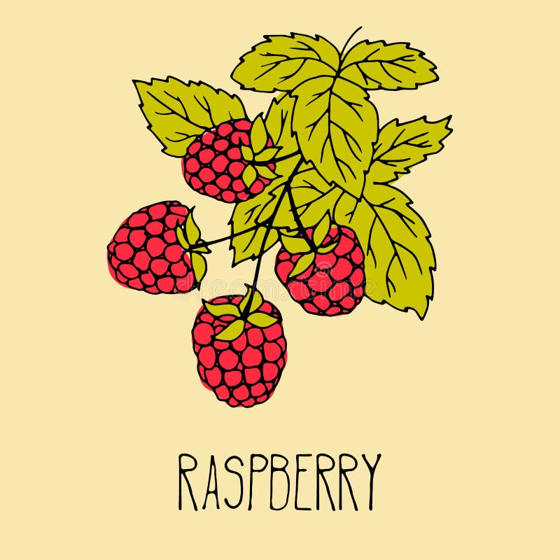 De Dessin Framboise Stock Illustrations, Vecteurs, & Clipart – (10,232 ...
